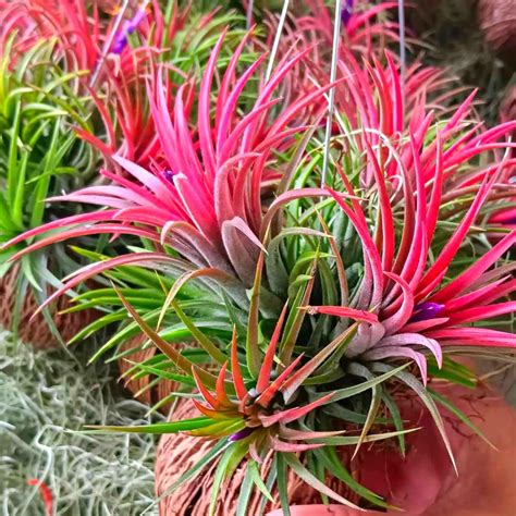 8 Red Tillandsia Plants Red Air Plants Live Tillandsia