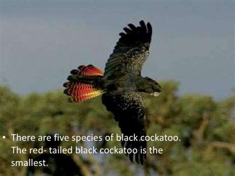 Avian Red Tailed Banks Or Banksian Black Cockatoo Like The Black