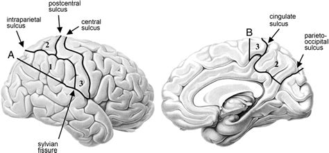 Inferior Parietal Cortex