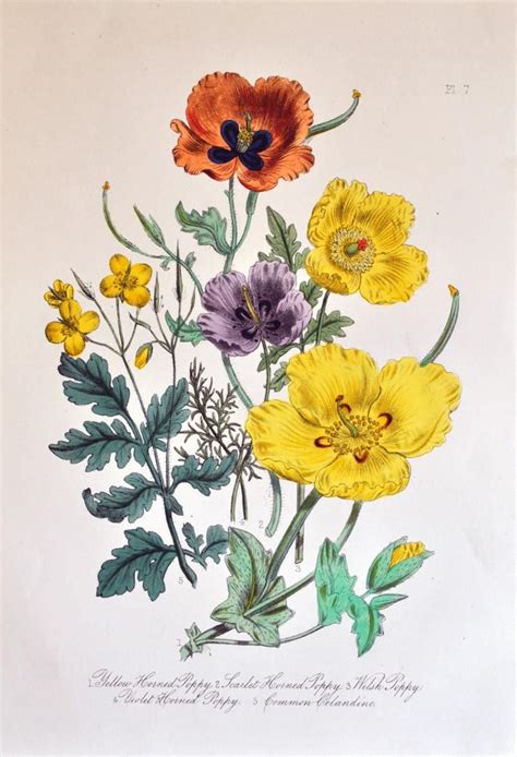 British Wild Flowers 1846 Mrs Loudon Vintage Flower Prints British