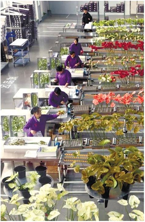 从 高颜值”向 高产值”跨越——探访陕西最大的 鲜花工厂” 西部网（陕西新闻网）
