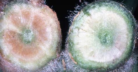 Verticillium Wilt