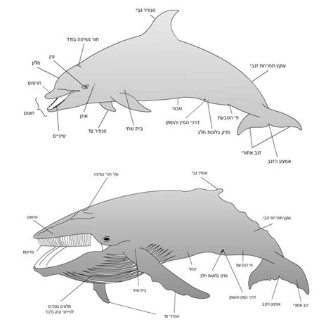 Toothed Whales