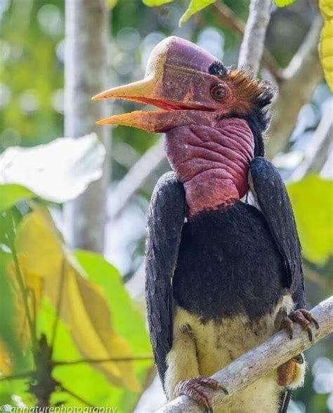 Post Scaryugly Ass Creatures On Toyhouse