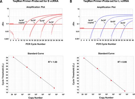 Validation Of Taqman Primer Probe Sets Each L Or S Segment Specific Download Scientific