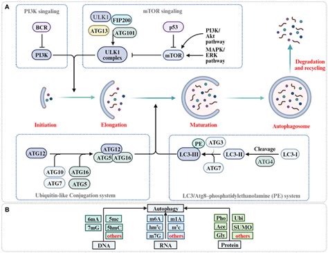 The Process Of Autophagy And Its Regulation For 6ma Methylation M6a Download Scientific