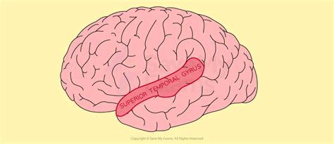 Neural Correlates Of Schizophrenia Aqa A Level Psychology Revision