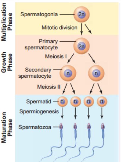 Describe The Spermatogenesis With Diagram Sarthaks Econnect