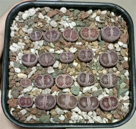 Pot Of Purple Lithops Julli Rlithops