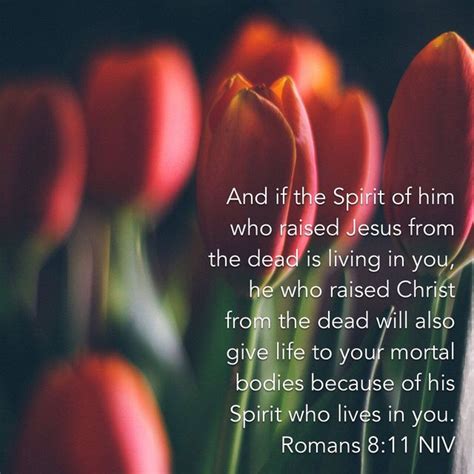 Romans 8 11 And If The Spirit Of Him Who Raised Jesus From The Dead Is