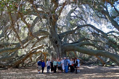 The Great Oak Of Portmore Fun Things To Do In Portmore Zgzm