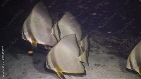 Fish Of The Red Sea Circular Batfish Platax Orbicularis The Fish