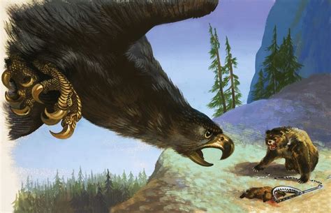 Golden Eagle Attacks Bear