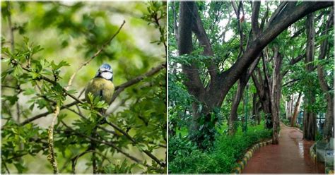 Prani The Pet Sanctuary Whatshot Bangalore