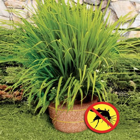 Mosquito Grass Collections Etc