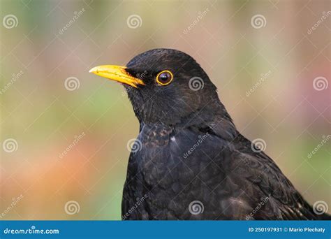 A Portrait Of A Male Blackbird Stock Image Image Of Fauna European