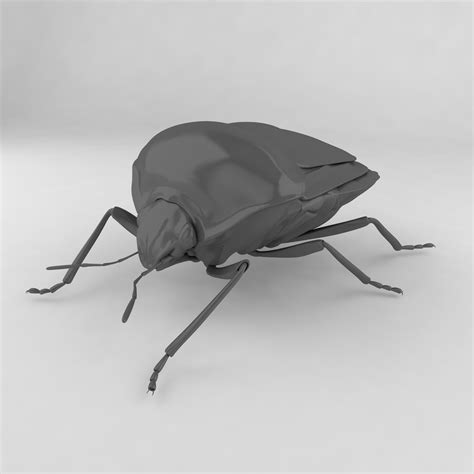 Striped Shield Bug 3d Model
