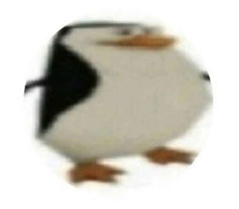 Create Meme Photos Of Penguins Penguin Funny Penguins Pictures