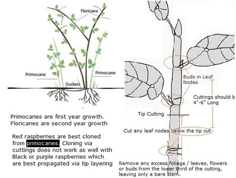 Raspberry Plant Diagram
