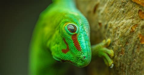 The Chameleon Effect
