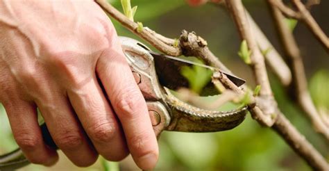 What North Carolina Gardeners Should Know About Pruning Shears And Hand