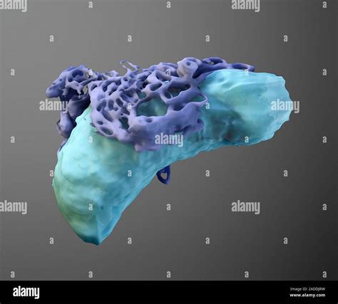 Mitochondrion And Endoplasmic Reticulum Coloured Fib Sem Image Three Dimensional Structure Of