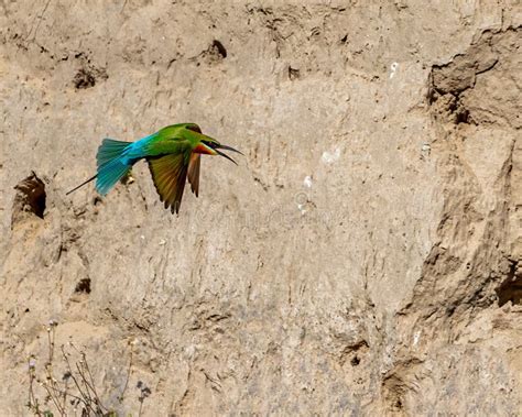 A Blue Tail Bee Eater Stock Image Image Of Beeeater 276707757