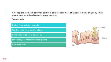 Anatomy Physiology Of GIT PDF