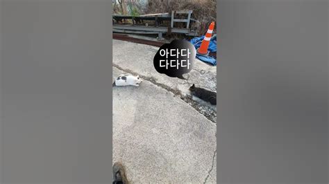 전투하양이의 복수 그후 고양이 복수 Cat 뒷다리 쓰리콤보 Youtube