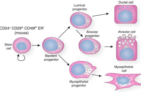 A Schematic Representation Of The Stem Cell Hierarchy