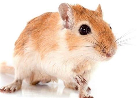 The Best Gerbil Names 300 Awesome Ideas For Your Fluffball