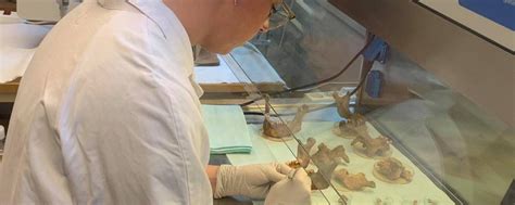 Dental Maintenance Solutions In The Viking Age Daily Scandinavian