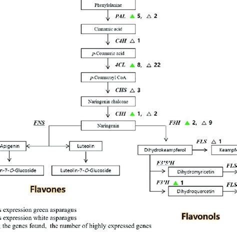 Biosynthetic Pathways And Compartmentalization Of Flavonoid Synthesis Download Scientific