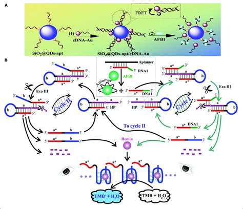 Different Assays Of Optical Aptasensors For Afb1 Detection A Download Scientific Diagram
