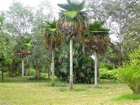 Antillean Palm Swifts At Vinales