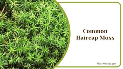 Types Of Moss For Gardens For A Stunning Greenery Plant America