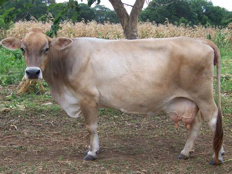 Brown Swiss Cattle Info Size Lifespan Uses And Pictures