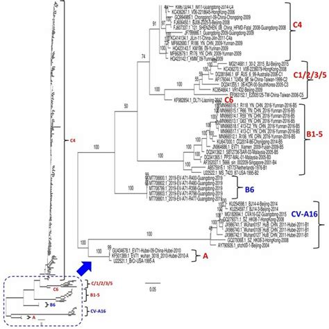 Maximum Likelihood Ml Phylogenetic Tree Based On 320 Ev71 And Cv A16