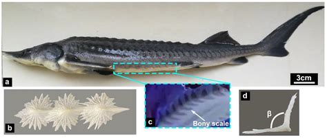 The Armor Of The Chinese Sturgeon A Study Of The Microstructure And