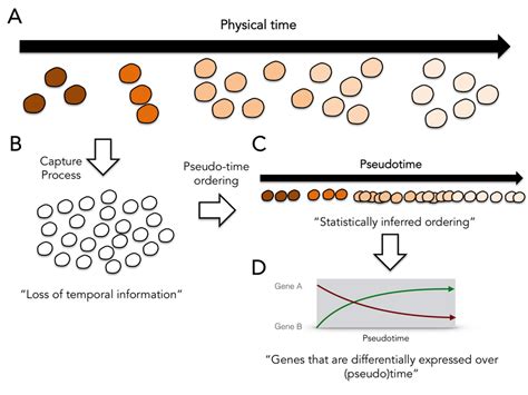 The Single Cell Pseudotime Ordering Problem A Single Cells At