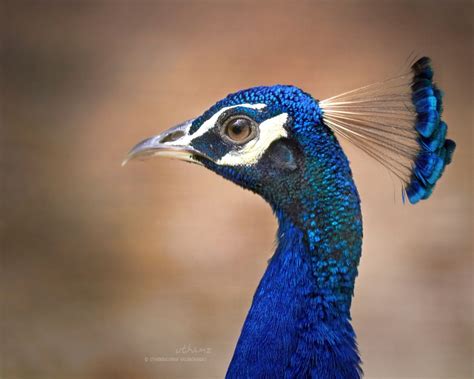 A Peacock — Light Touch The Northern Herper