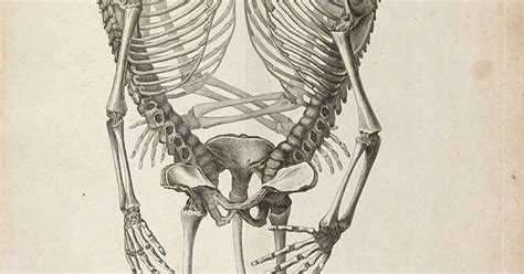 Ronnie And Donnie Galyon Anatomy