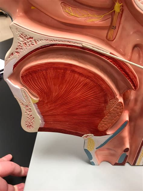Anatomy And Physiology Flashcards Memorang