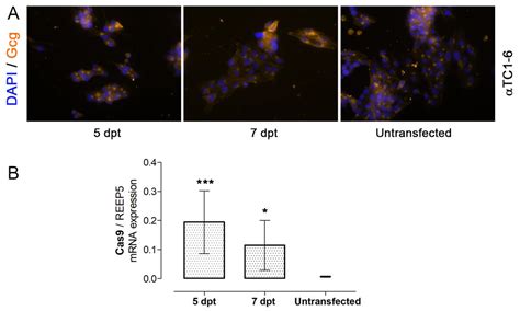 Nucleofection As An Efficient Method For Alpha Tc1 6 Cell Line Transfection