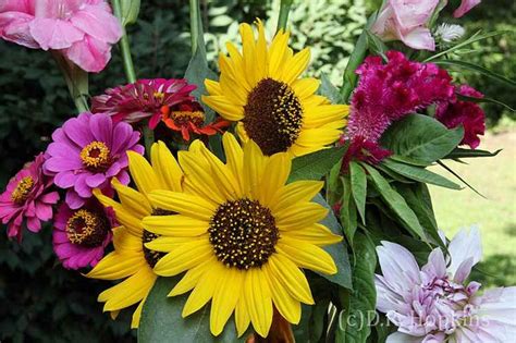 August Flower Bouquet For Home Decor