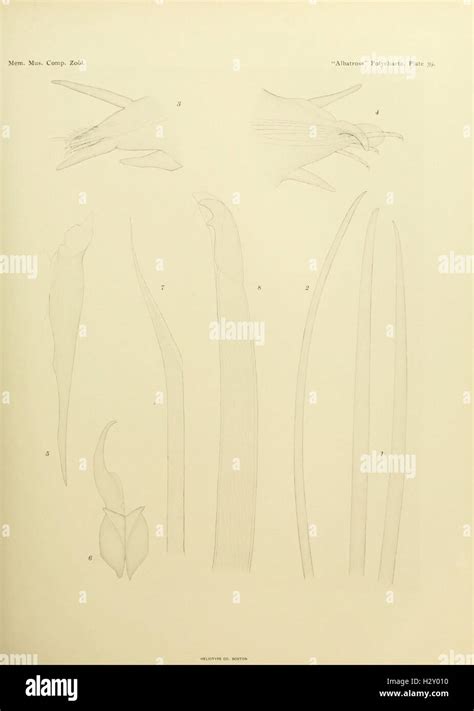 This Plate Depicts Various Species Of Annelida Specifically Polychaeta