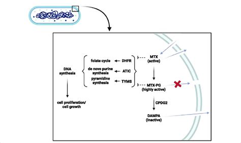 Bacterial Methotrexate Mtx Metabolism And Interaction Mtx Can Enter