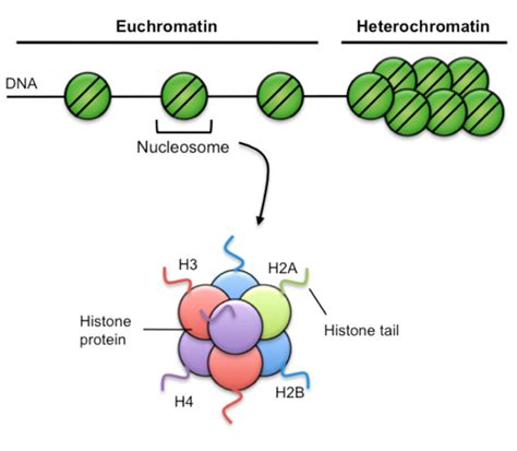 Chromatin Structure Chromatin Has Two Broad Structures The First Is