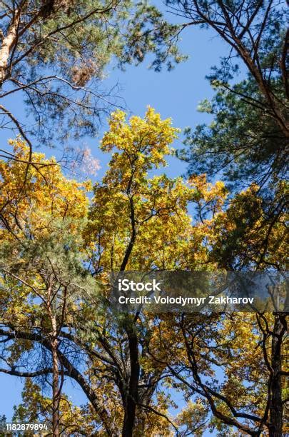 맑고 푸른 하늘을 배경으로 한 가을 나무 화창한 날에는 가을 공원에서 노란 참나무와 키가 큰 녹색 소나무 밝은 가을 배경입니다 생생한 색상 0명에 대한 스톡 사진 및 기타