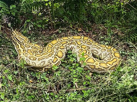 Enormous 14 Foot Python Slithers Round Holiday Park After Escaping